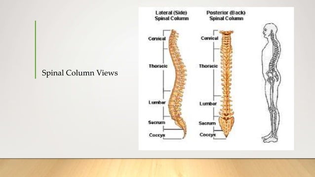 Postural Analysis .ppt