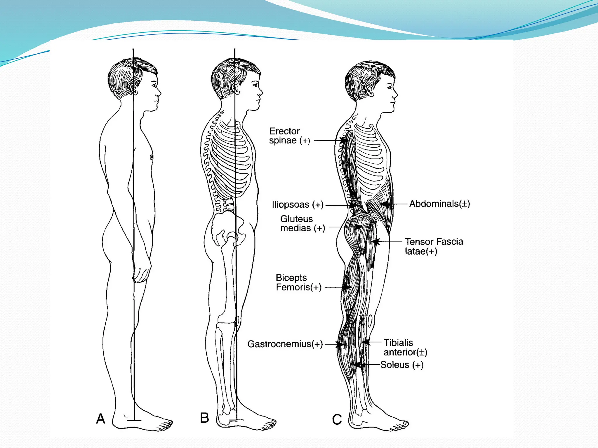Presentation on Balance and Postural Control.pptx