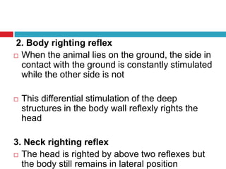 Labyrinthine Righting Reflex