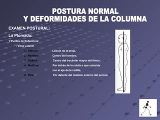 Postura normal y_deformidades_de_la_columna[1] | PPT