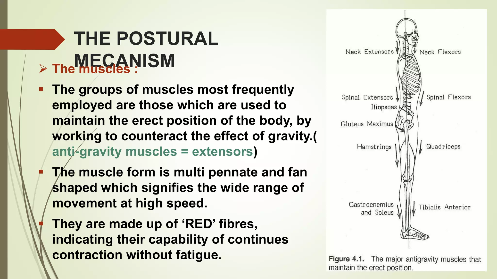 Posture- Physical Therapy [VNSGU] | PPTX