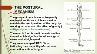 Posture- Physical Therapy [VNSGU] | PPTX