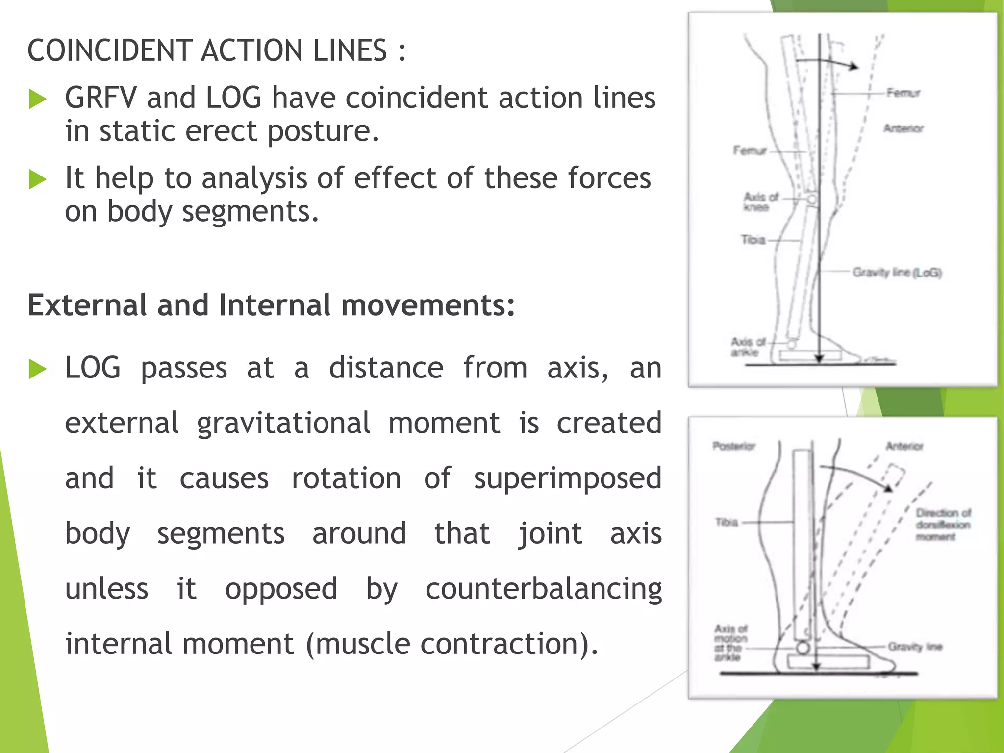 Biomechanics of Posture | PPTX