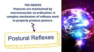 Posture for Physical Therapy Students | PPTX