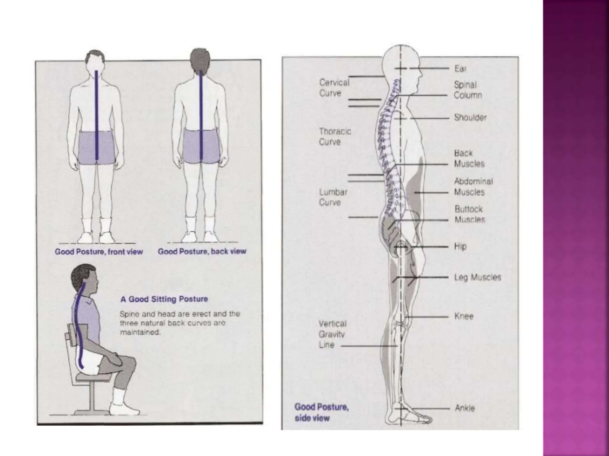 Posture analysis for physical therapists.pptx