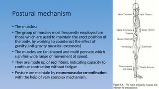 POSTURE.pptxiighhhhgghhgffghuuhggttdfggh | PPT | Free Download