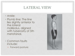 Plumb Line Posture
