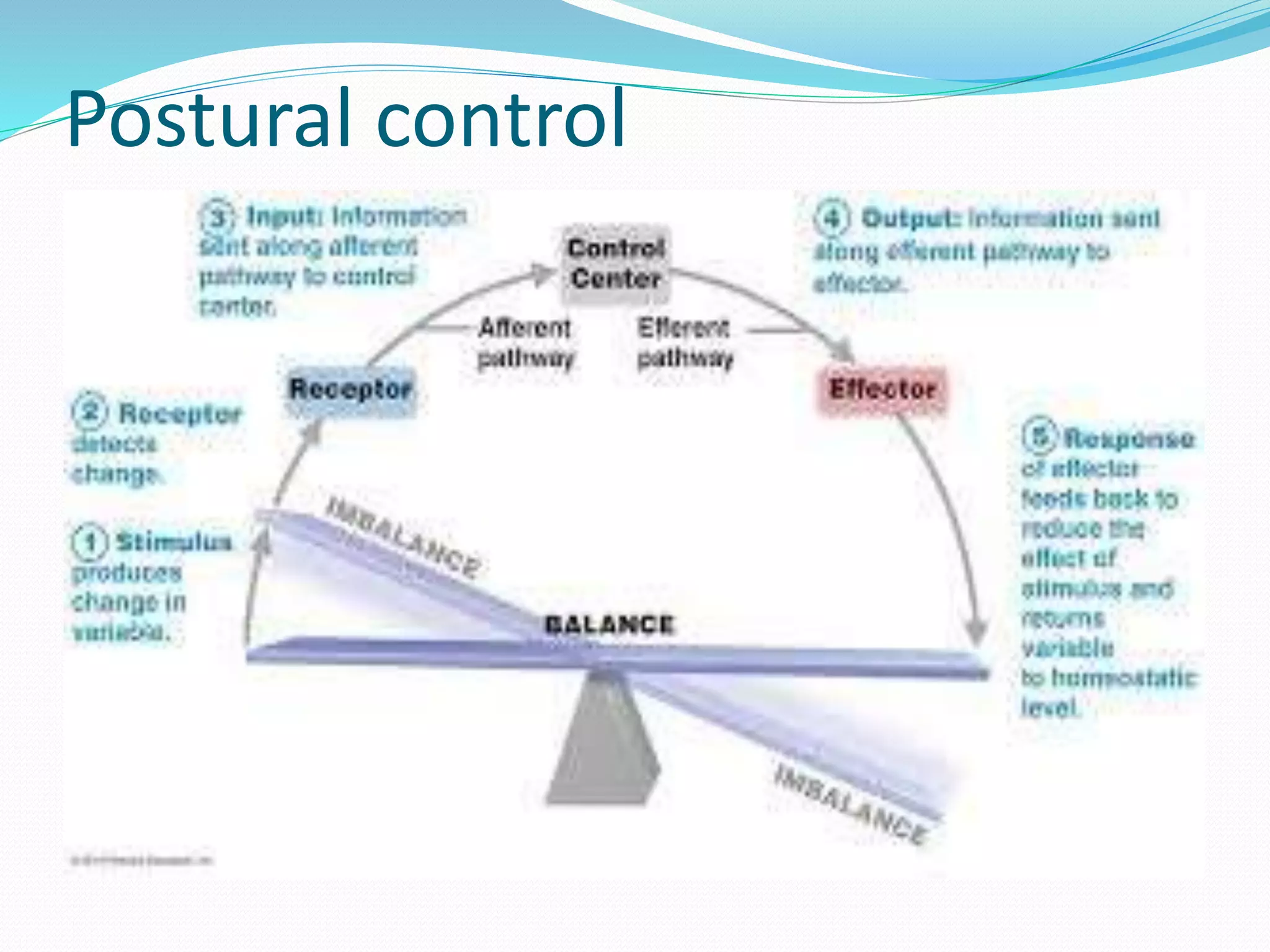 Posture Analysis In Biomechanics | PPTX