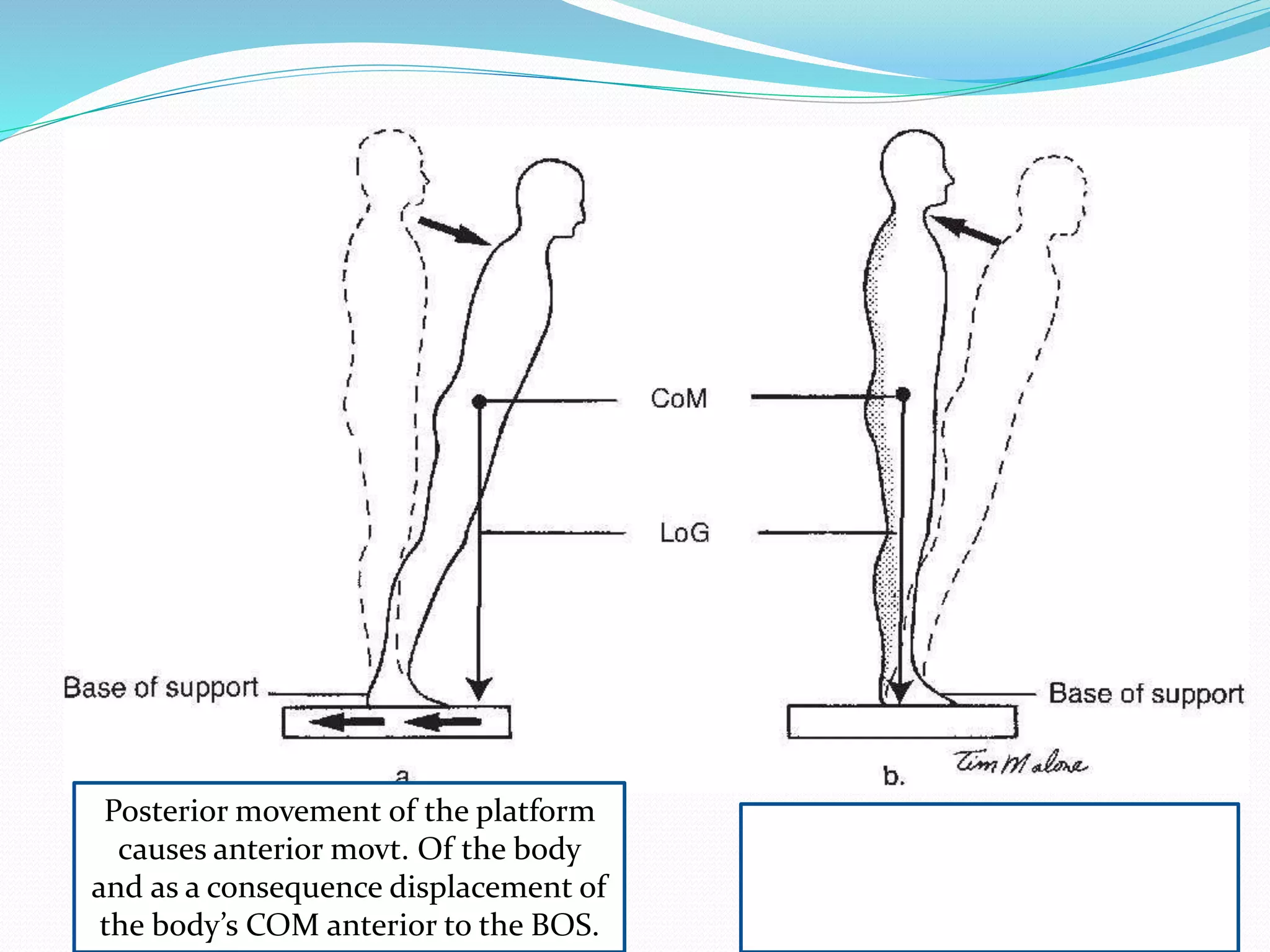Posture Analysis In Biomechanics | PPTX