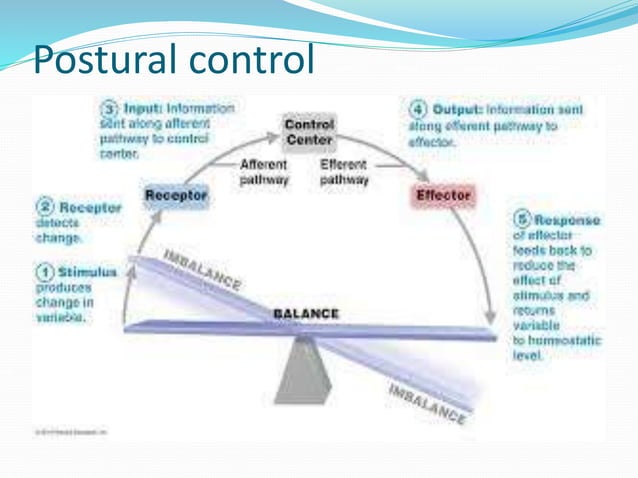 Posture Analysis In Biomechanics | PPTX
