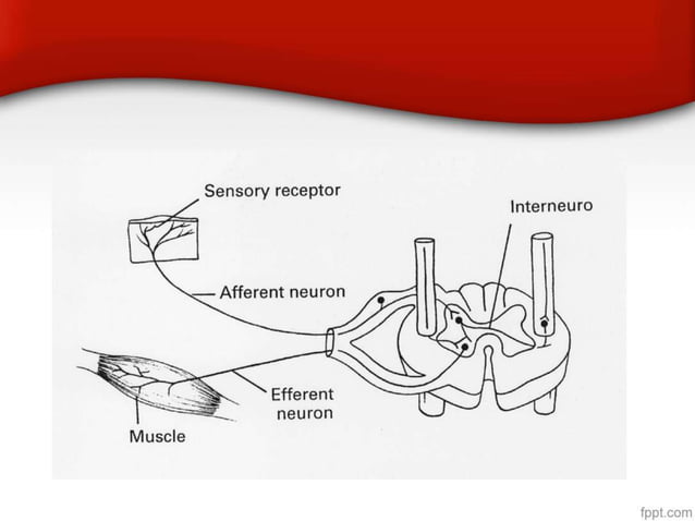 Posture and equilibrium | PPTX