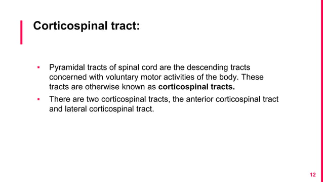 Neurophysiology of Posture and movement | PPTX | Physical Therapy ...