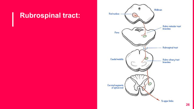 Neurophysiology of Posture and movement | PPTX | Physical Therapy ...