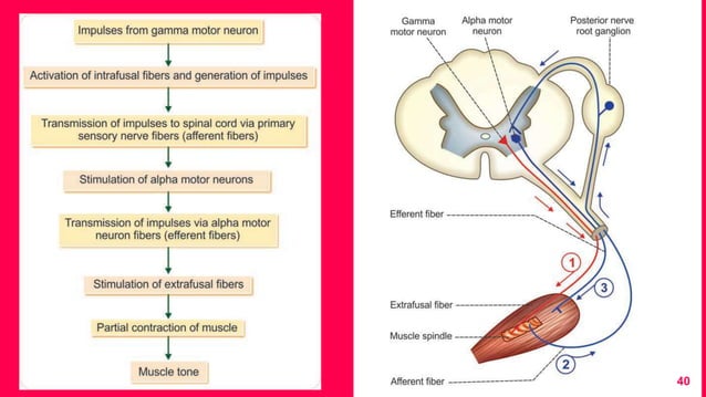 Neurophysiology of Posture and movement | PPTX | Physical Therapy ...
