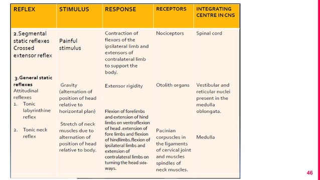 Neurophysiology of Posture and movement | PPTX | Physical Therapy ...