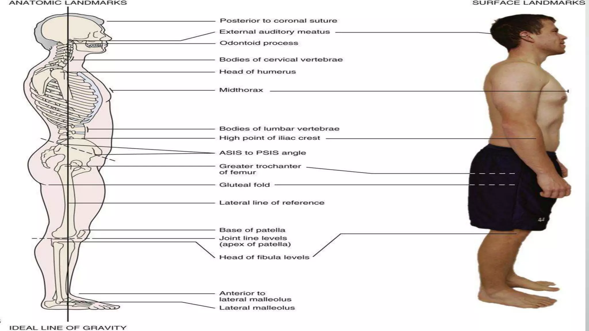 posture assessment.pptx