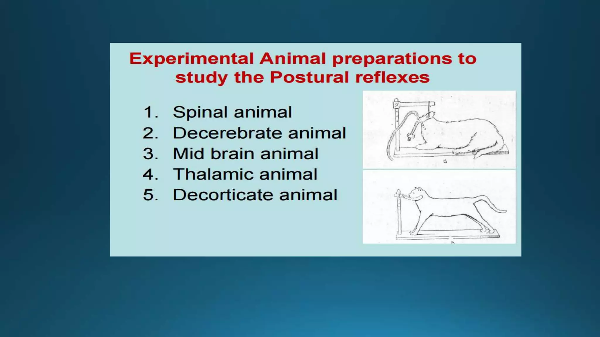 Postural reflexes Physiology | PPTX