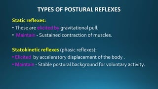 Postural reflexes Physiology | PPTX