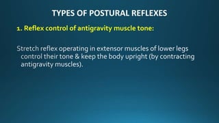 Postural reflexes Physiology | PPTX