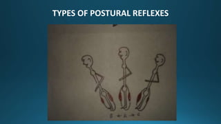 Postural reflexes Physiology | PPTX