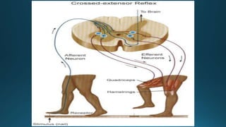 Postural reflexes Physiology | PPTX