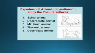Postural reflexes Physiology | PPTX