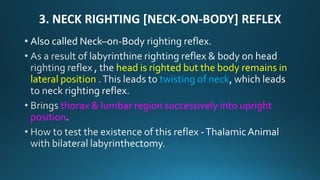 Labyrinthine Righting Reflex