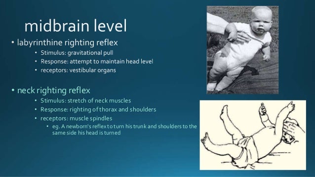 Postural reflexes Physiology