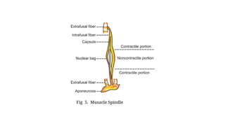 Posture & Equilibrium_________locomotion | PPTX
