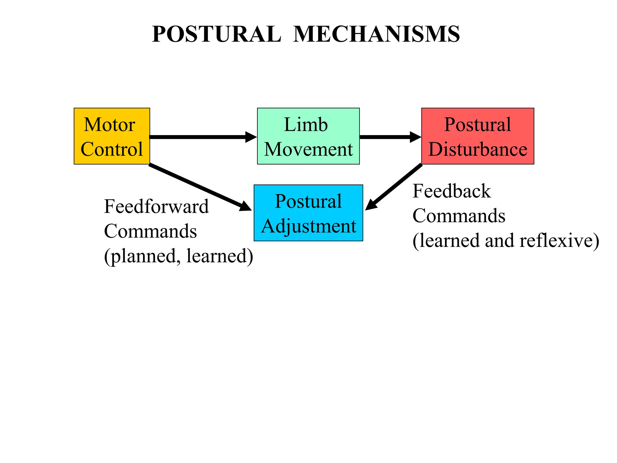 Potashner Posture Balance and pathology slides.ppt