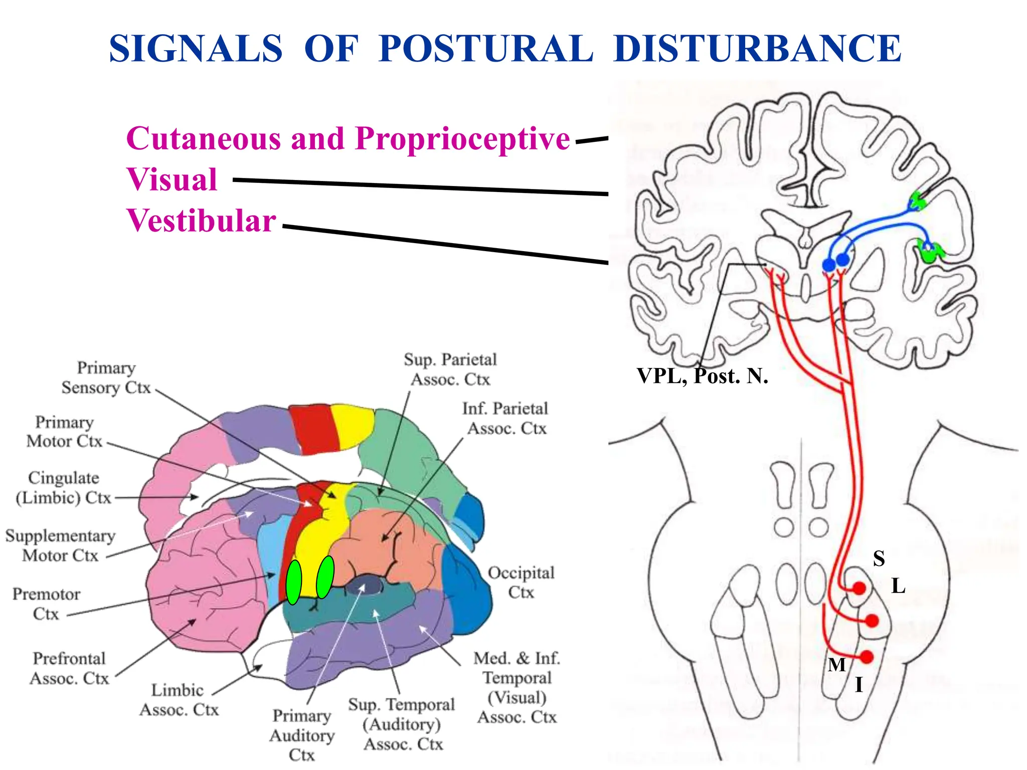 Potashner Posture Balance and pathology slides.ppt