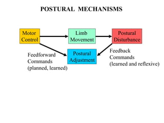 Potashner Posture Balance and pathology slides.ppt