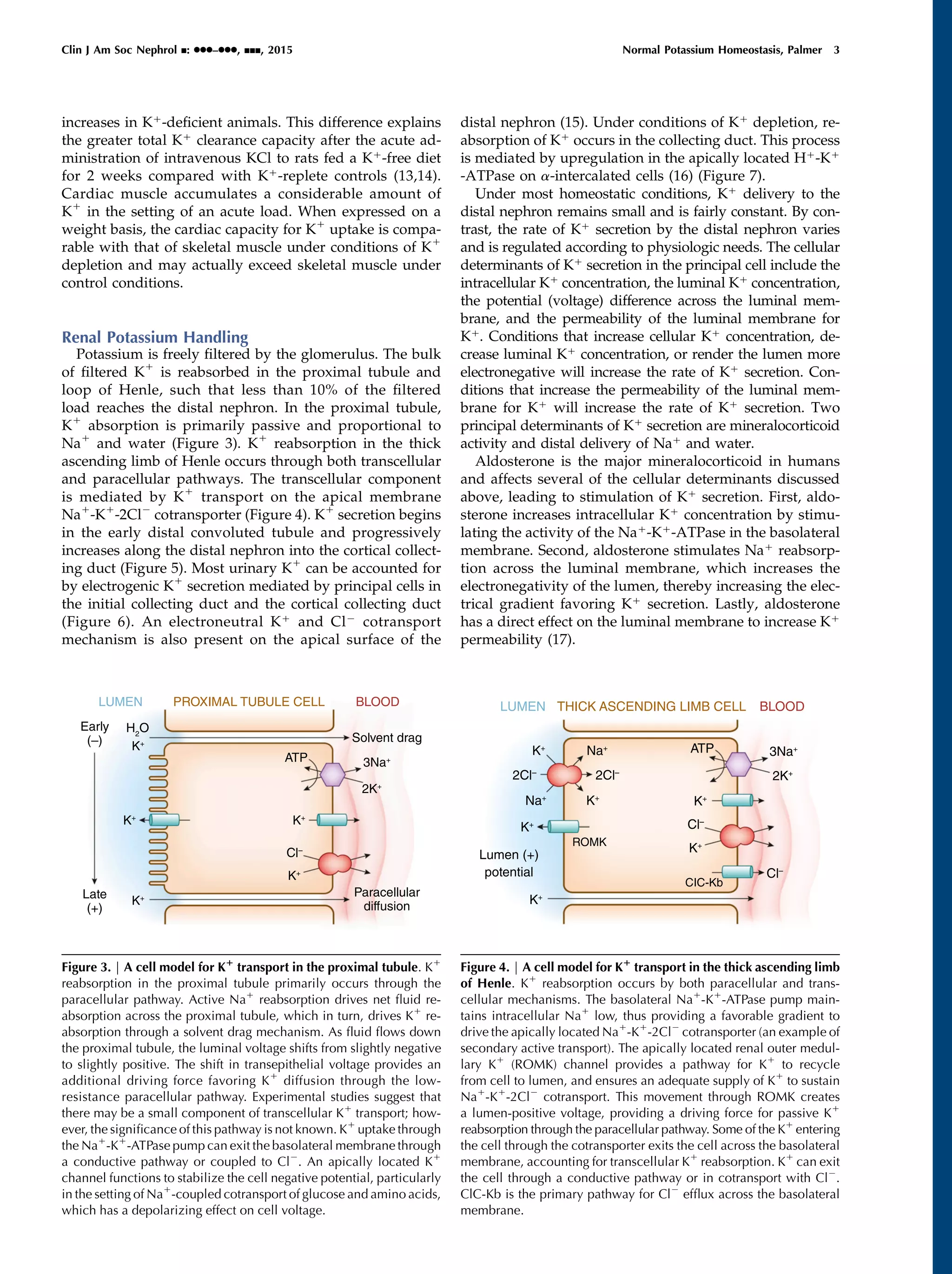 Potassium | PDF