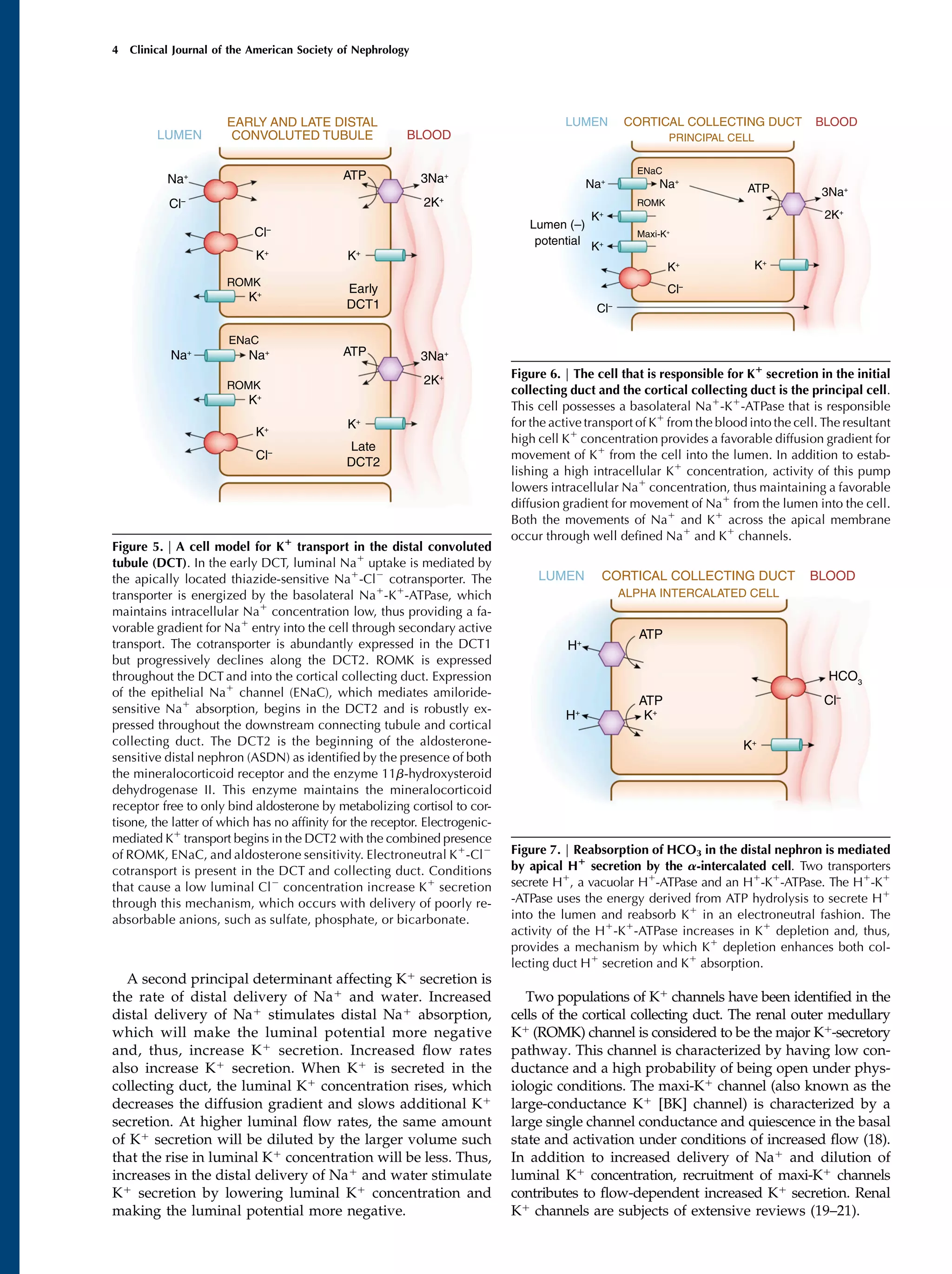 Potassium | PDF