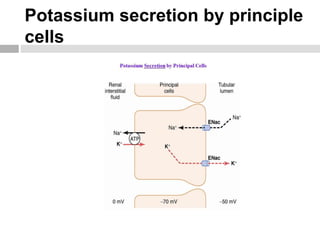 Potassium; Hypokalemia and hyperkalemia | PPTX