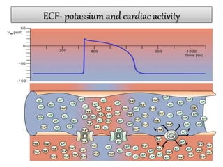 Potassium medical importance for medical students by Dr M Siva kumar ...