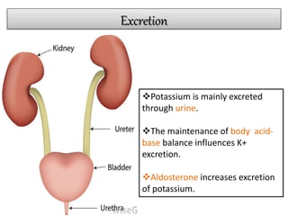 Potassium medical importance for medical students by Dr M Siva kumar ...