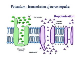 Potassium medical importance for medical students by Dr M Siva kumar ...