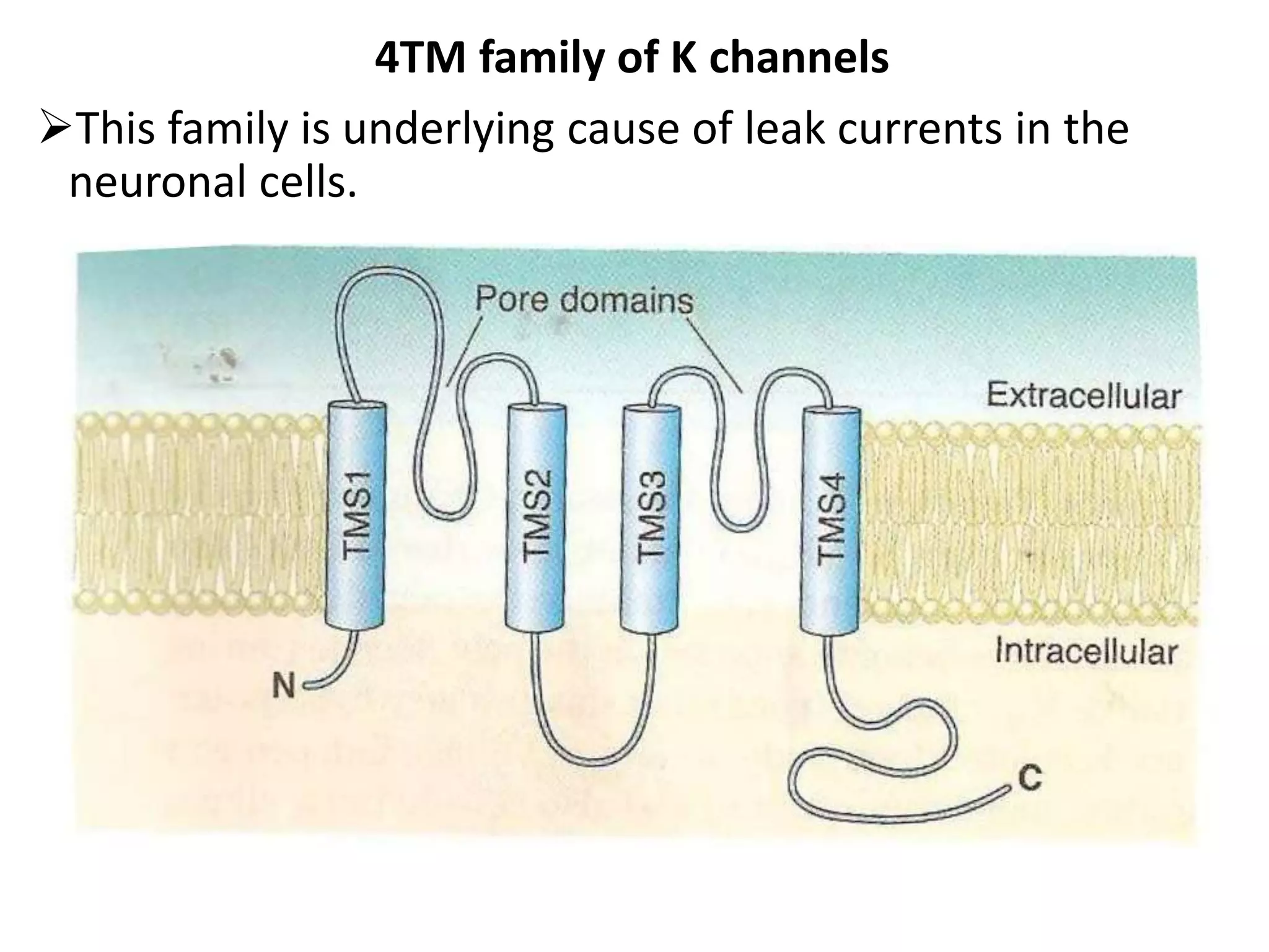 Potassium channel modulators | PPTX