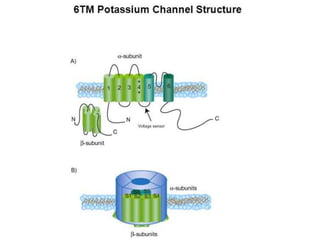 Potassium channel modulators | PPTX