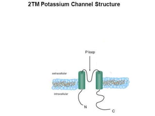 Potassium channel modulators | PPTX