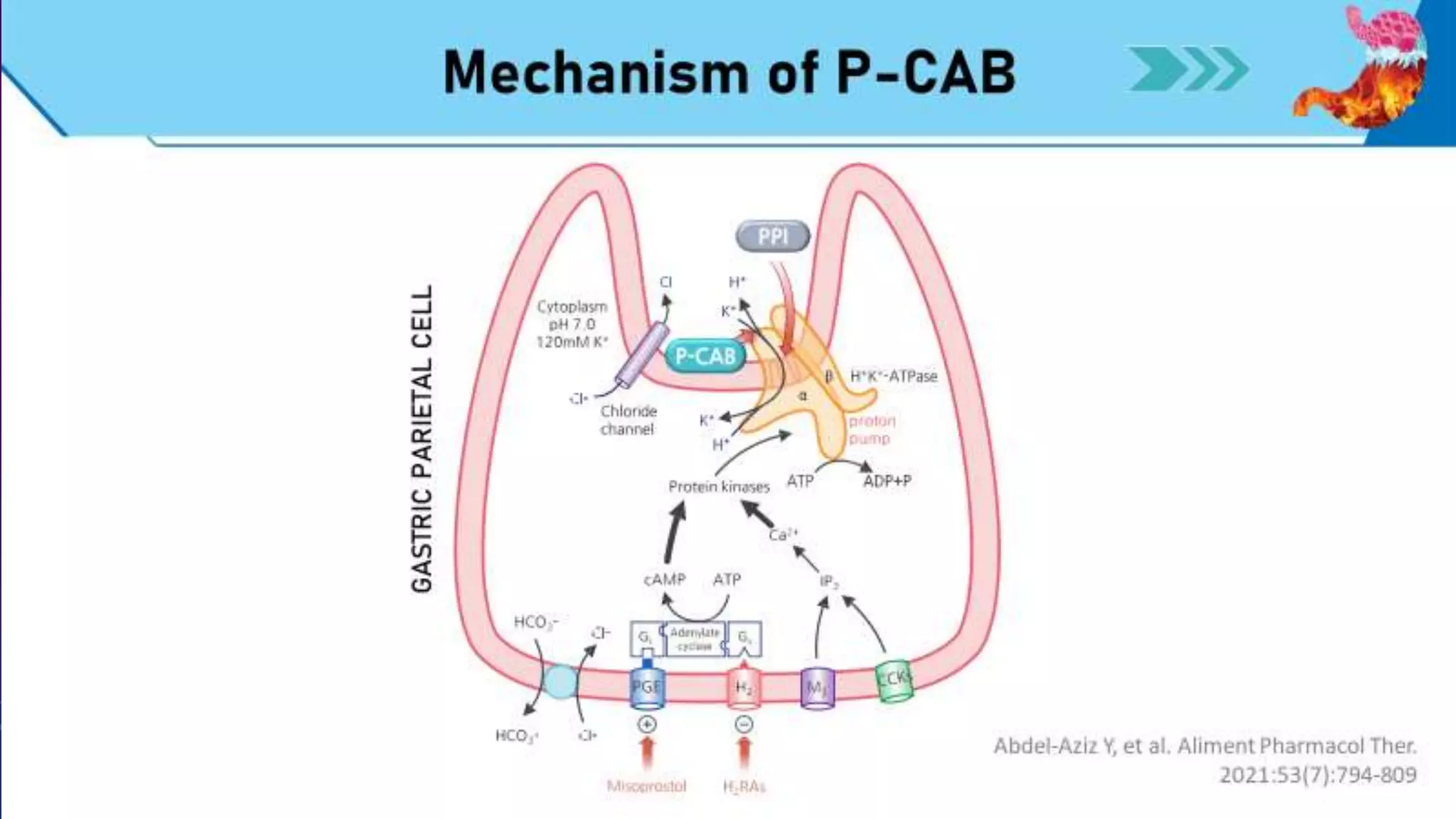 Potassium competitive acid blocker.pptx