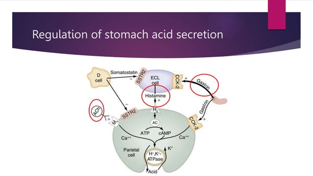 Potassium competitive acid blocker.pptx | Digestive Disorders ...