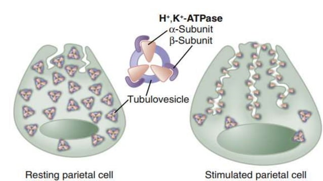 Potassium competitive acid blocker.pptx | Digestive Disorders ...