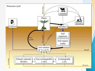 Potassium Cycle