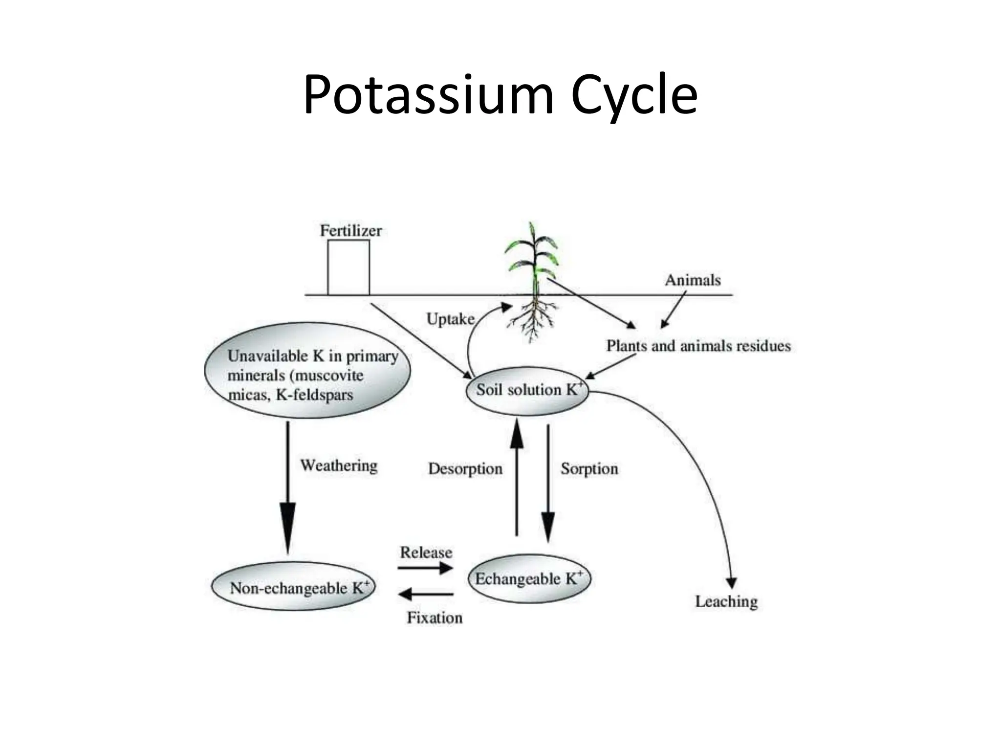 Potassium cycle soil science topic (soil fertility and biodiversity) | PPTX