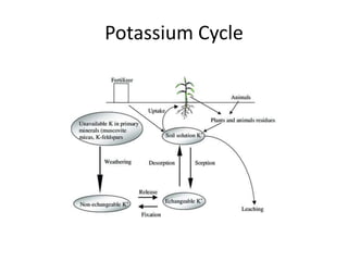 Potassium cycle soil science topic (soil fertility and biodiversity) | PPTX