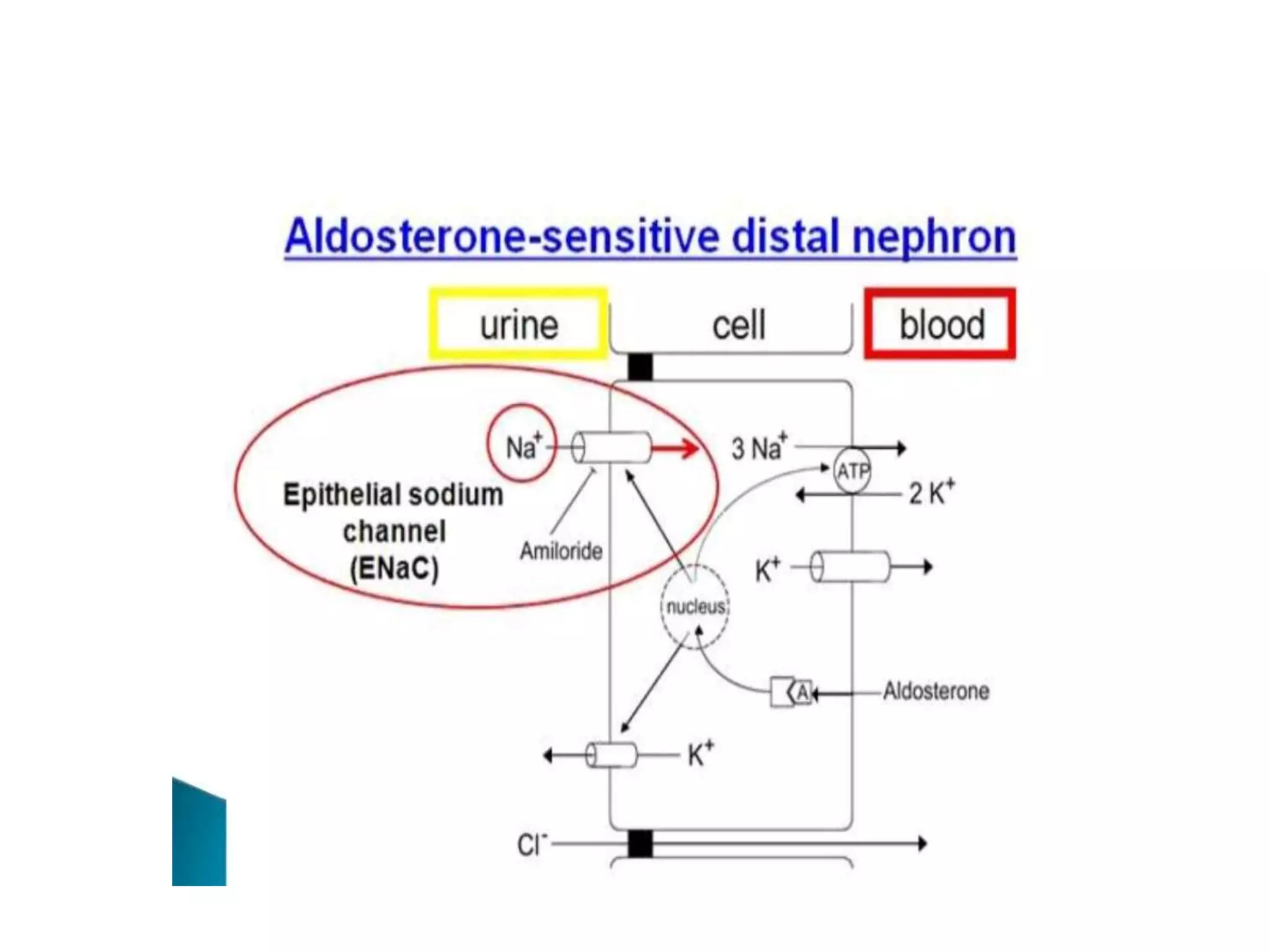Potassium disorders-hypokalemia and hyperkalemia | PPTX