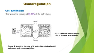 Potassium utilization and metabolism | PPT