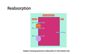 POTASSIUM PHYSIOLOGY.pptx